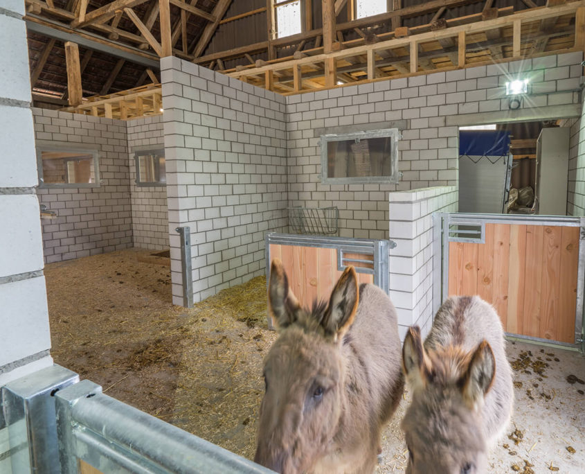 Stallumbau Neuhus Hirzel, Umnutzung in Eselstall - Gerber H.P. Elektro AG