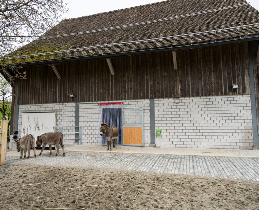 Stallumbau Neuhus Hirzel, Umnutzung in Eselstall - Gerber H.P. Elektro AG