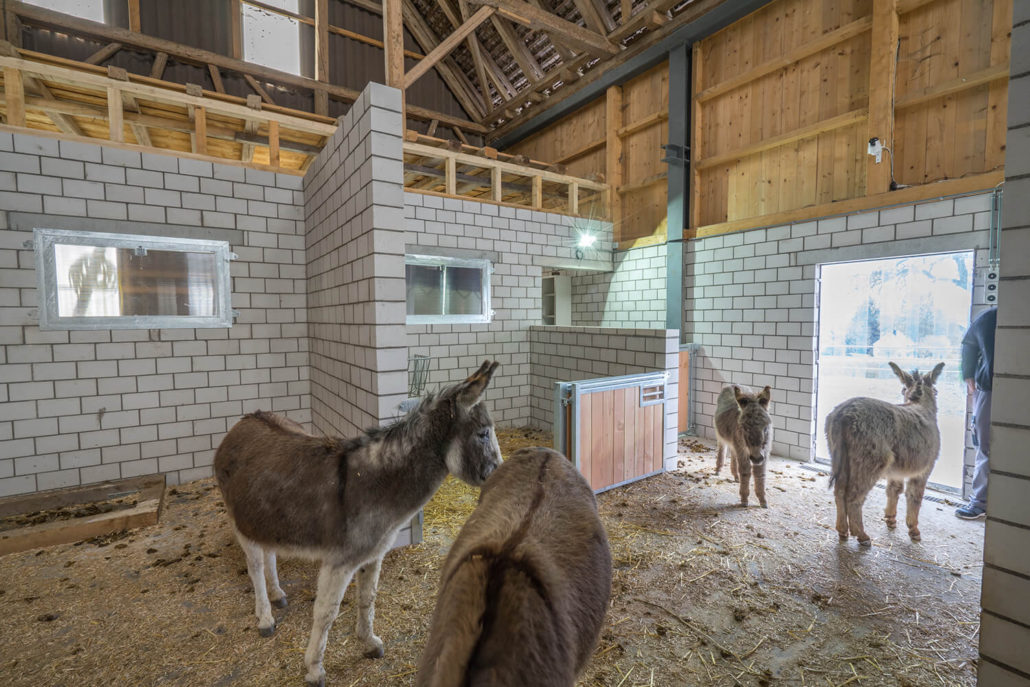 Stallumbau Neuhus Hirzel, Umnutzung in Eselstall - Gerber H.P. Elektro AG